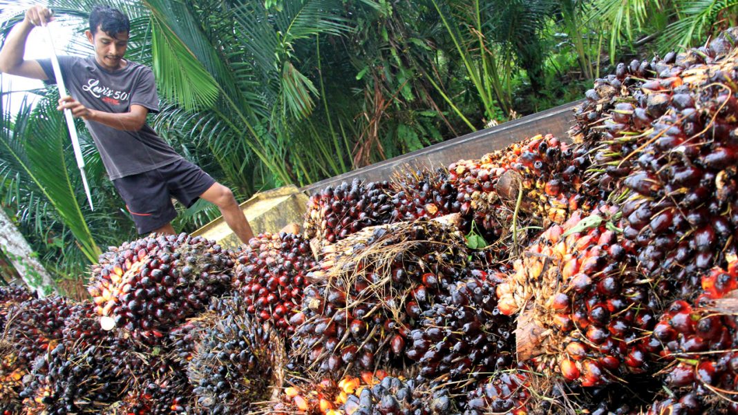 Nilai eksport minyak sawit Malaysia ke pasaran global terjejas, jika ...