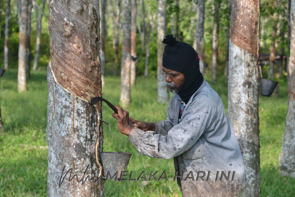 Penoreh, peraih getah ‘merintih’