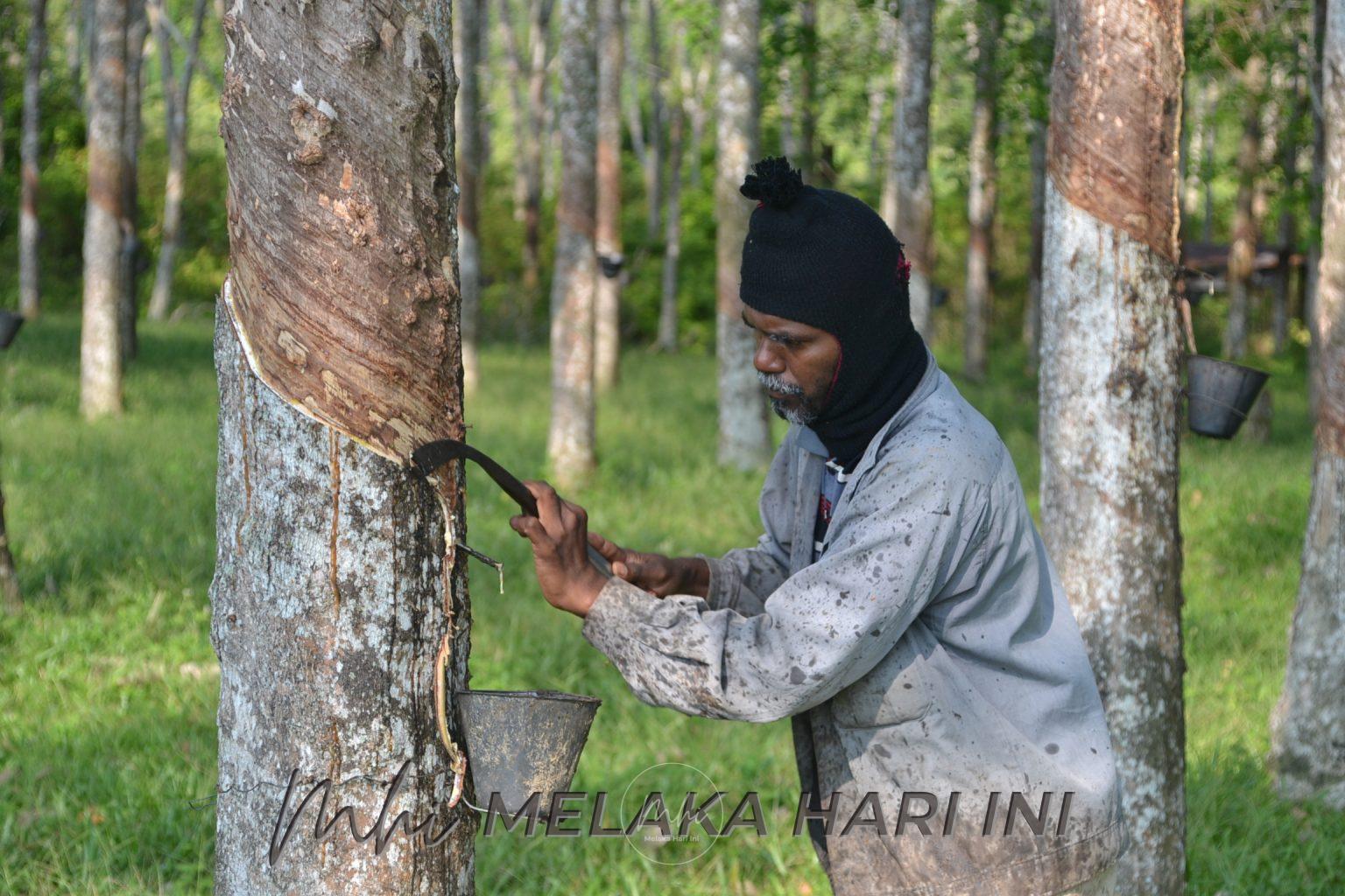 Penoreh, peraih getah ‘merintih’