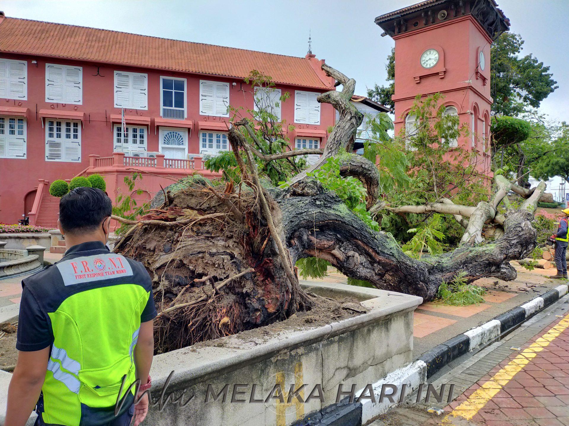 Pokok ikonik 127 tahun rebah di bumi bersejarah