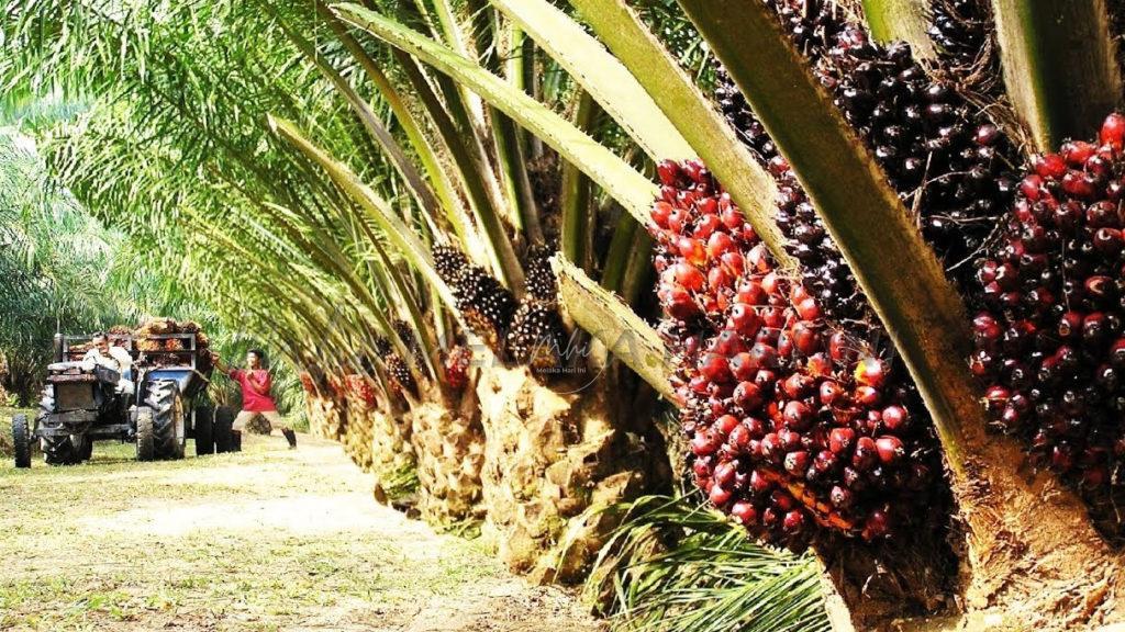 Permintaan ke atas minyak sawit Malaysia kekal walaupun Indonesia batal ...