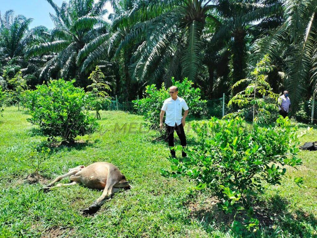 Ceroboh kebun durian, lembu ditemui mati keracunan