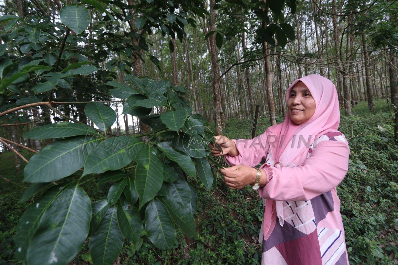 Seni gubahan daun getah