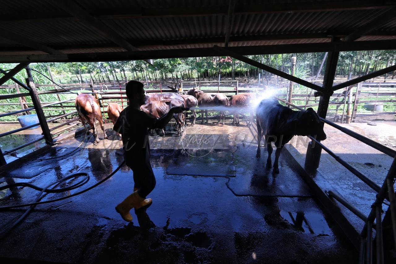 Lembu pembawa rezeki